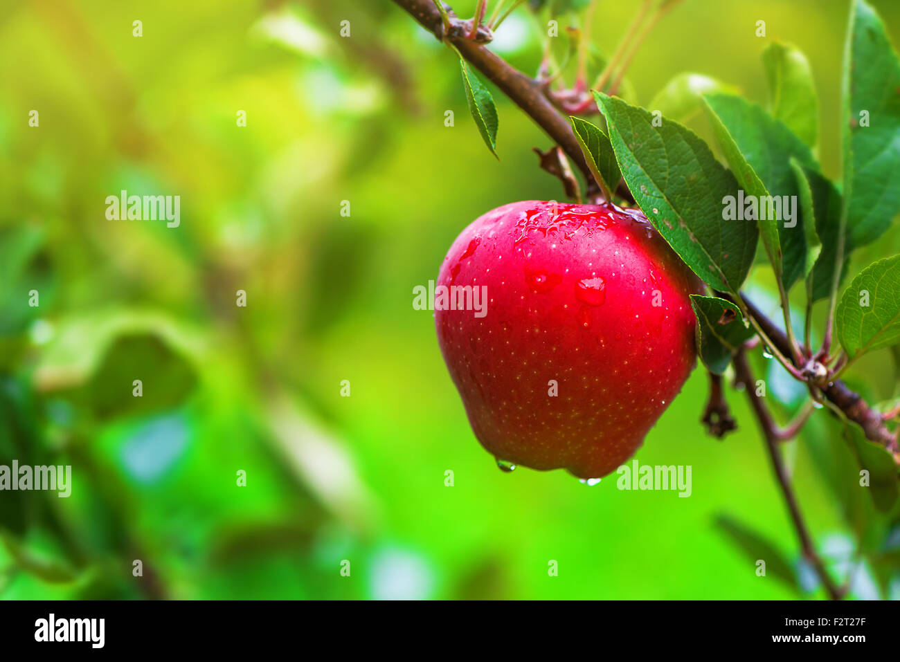 Organic red apple on branch, fruit on orchard ready for picking Stock ...