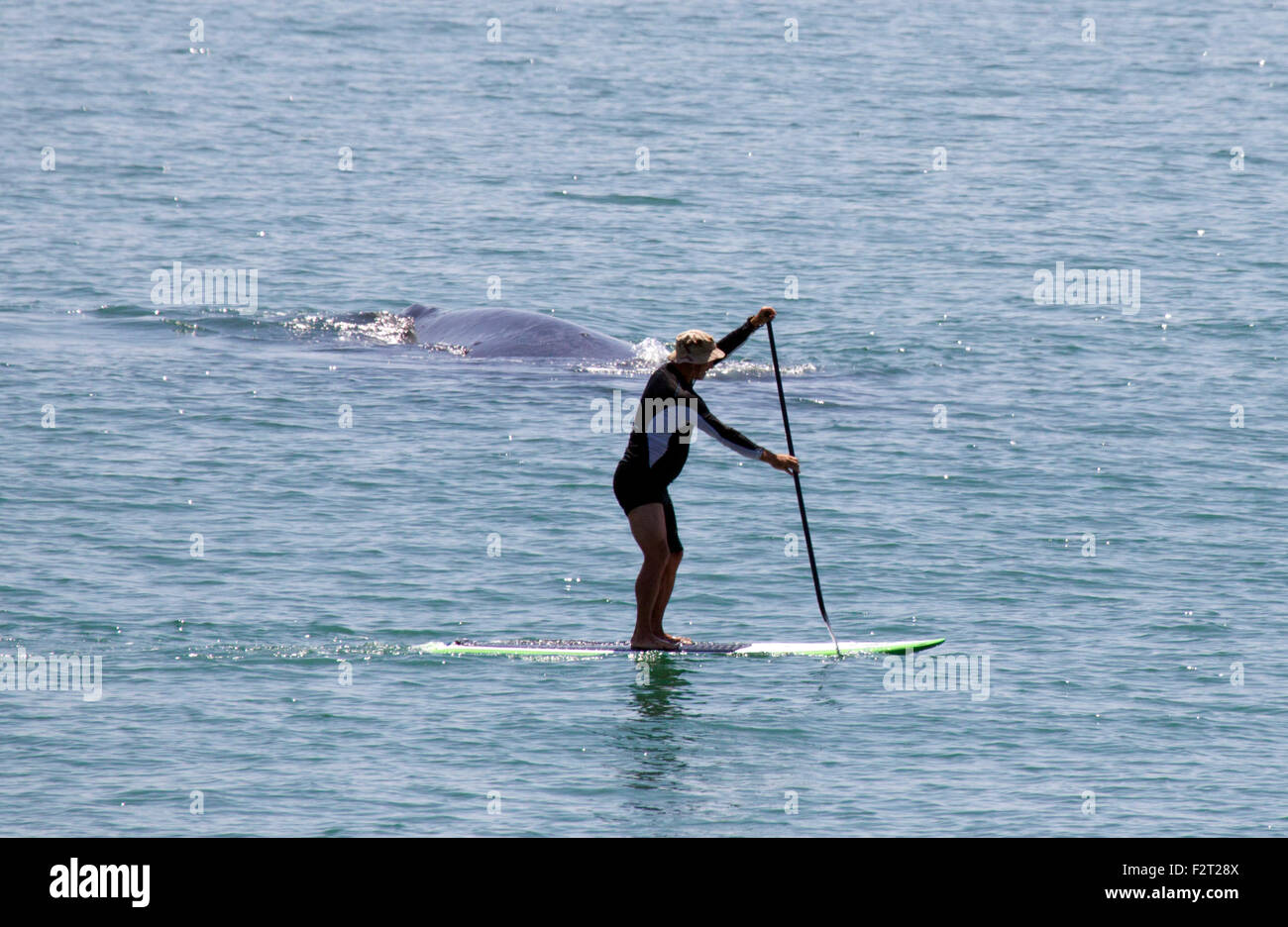 Paddleboarder Near Humpback Whale Stock Photo - Alamy