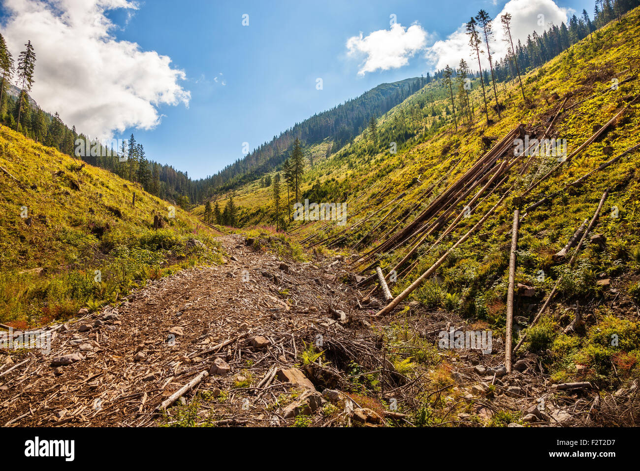 Disease and deforestation along the mountain slopes in Tatras, Poland ...