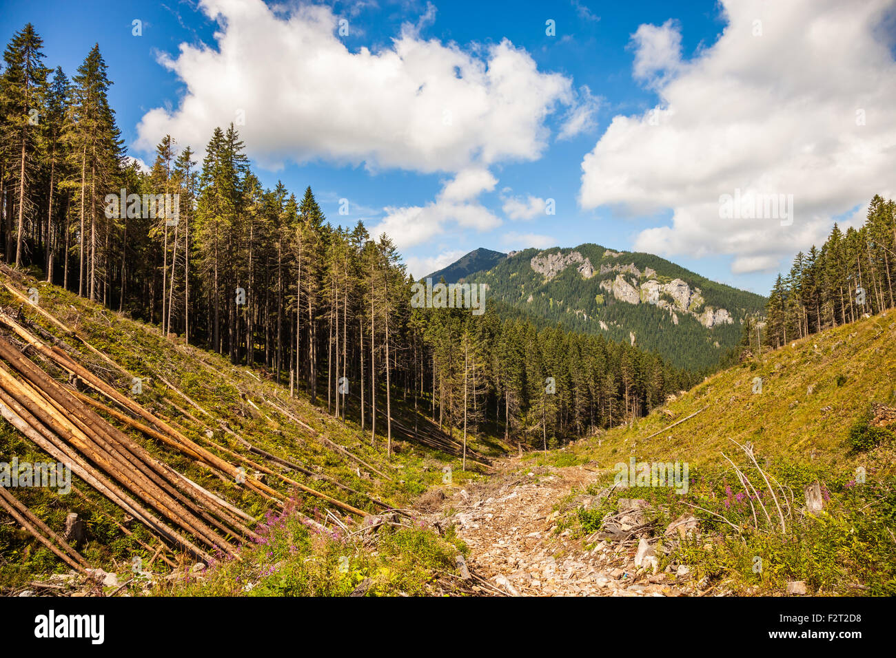 Disease and deforestation along the mountain slopes in Tatras, Poland ...