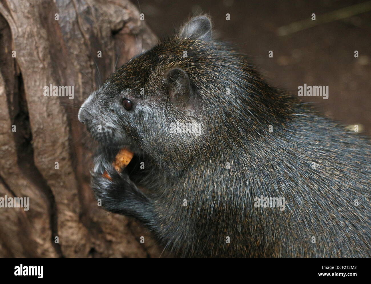 Jutia cuba hi-res stock photography and images - Alamy