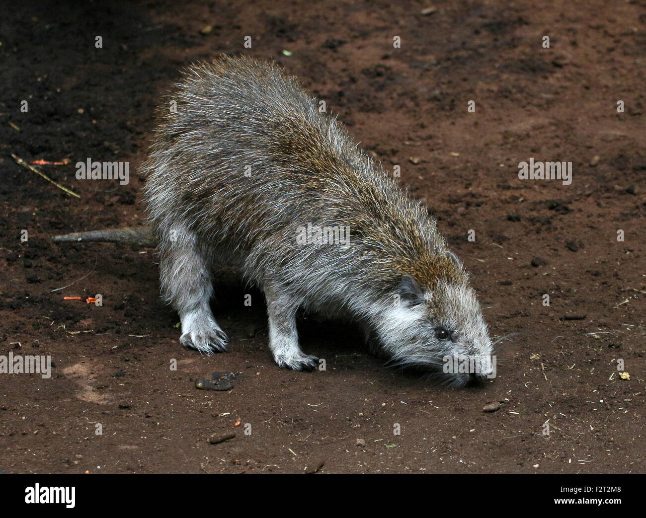Cuban tree rat hi-res stock photography and images - Alamy