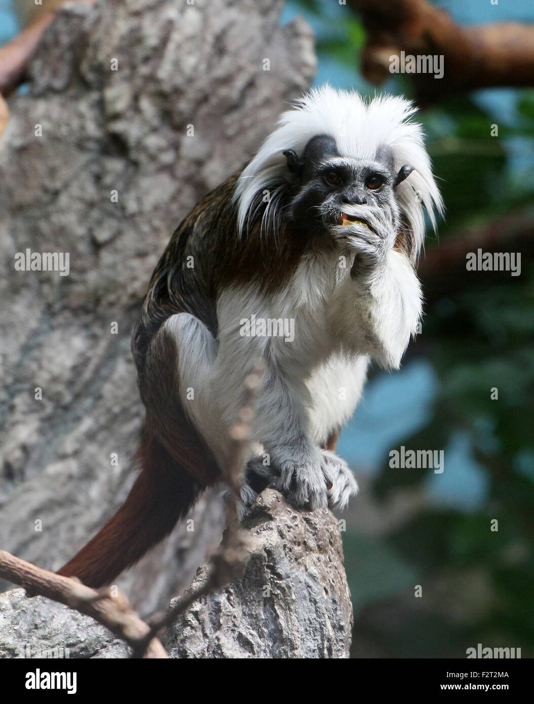 Cotton-top tamarin or Pinché tamarin (Saguinus oedipus), native to ...