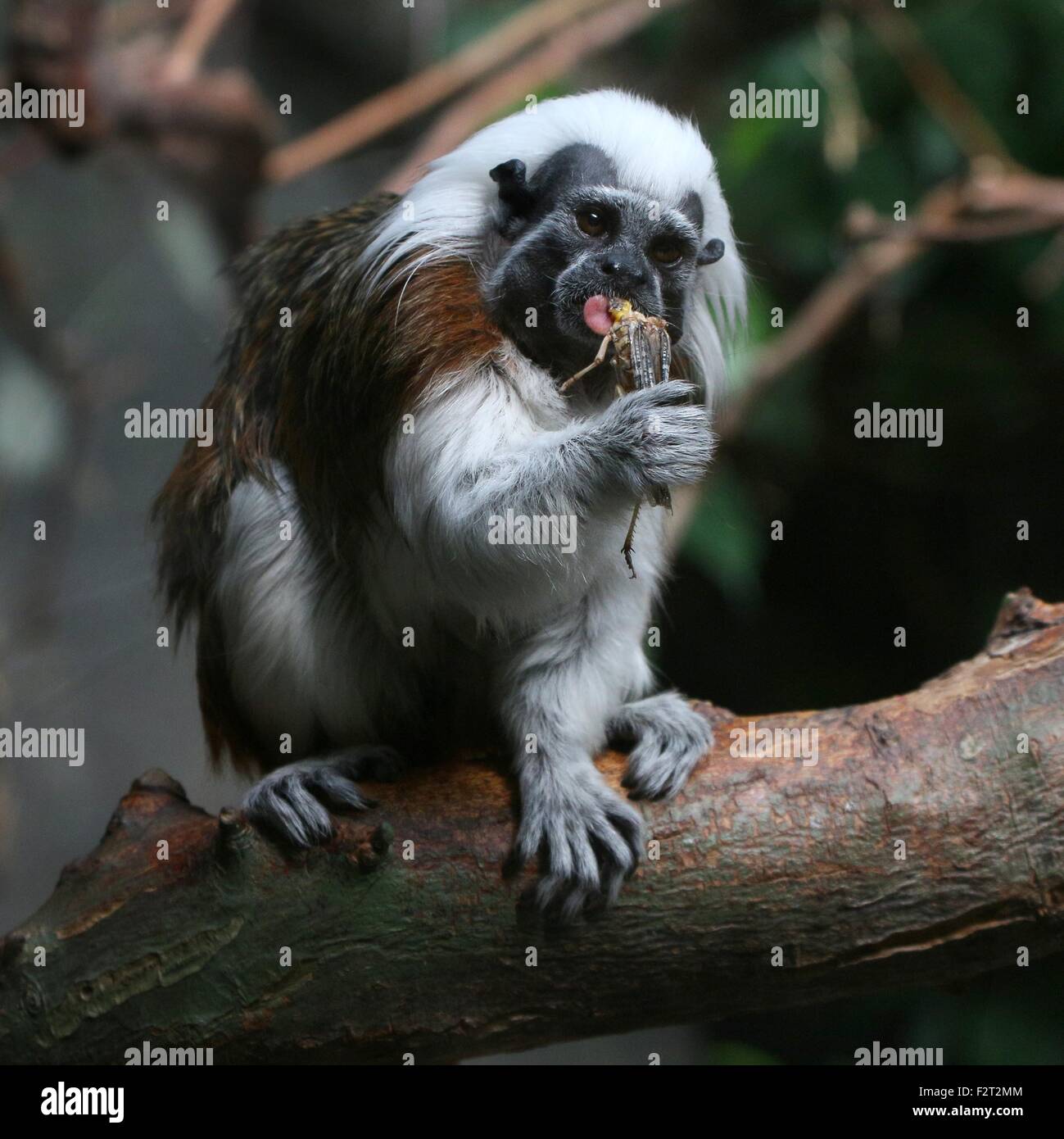 Tamarin feeding hi-res stock photography and images - Alamy