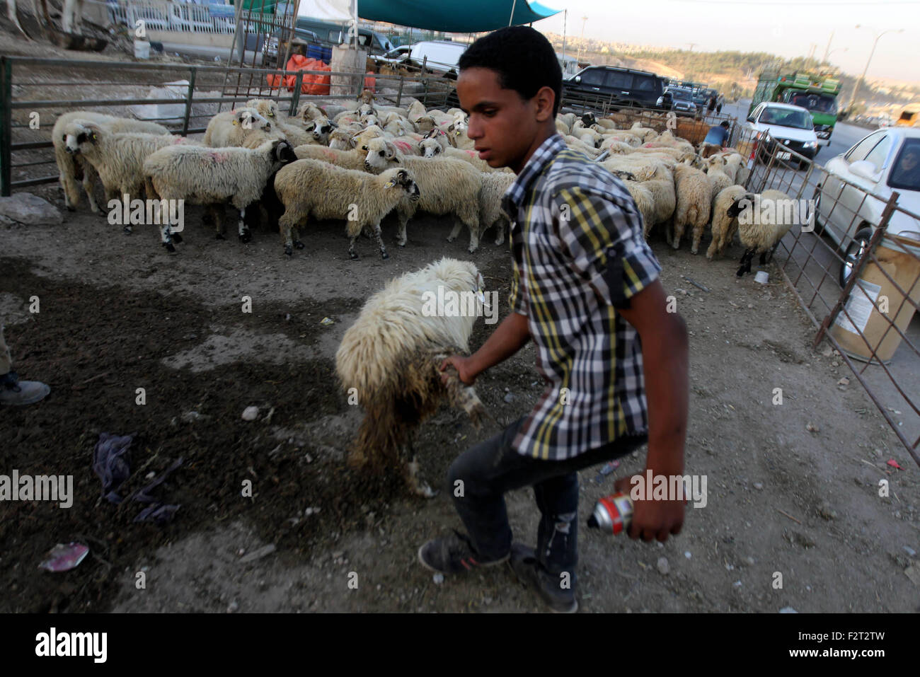 Amman Sheep High Resolution Stock Photography and Images - Alamy