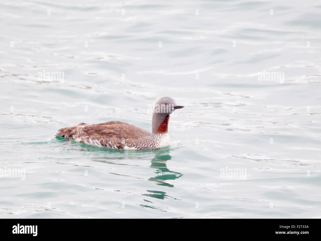 Red throated loon breeding plumage hi-res stock photography and images ...