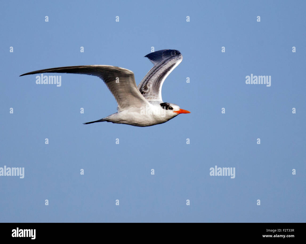 Royal Tern in Flight Stock Photo - Alamy