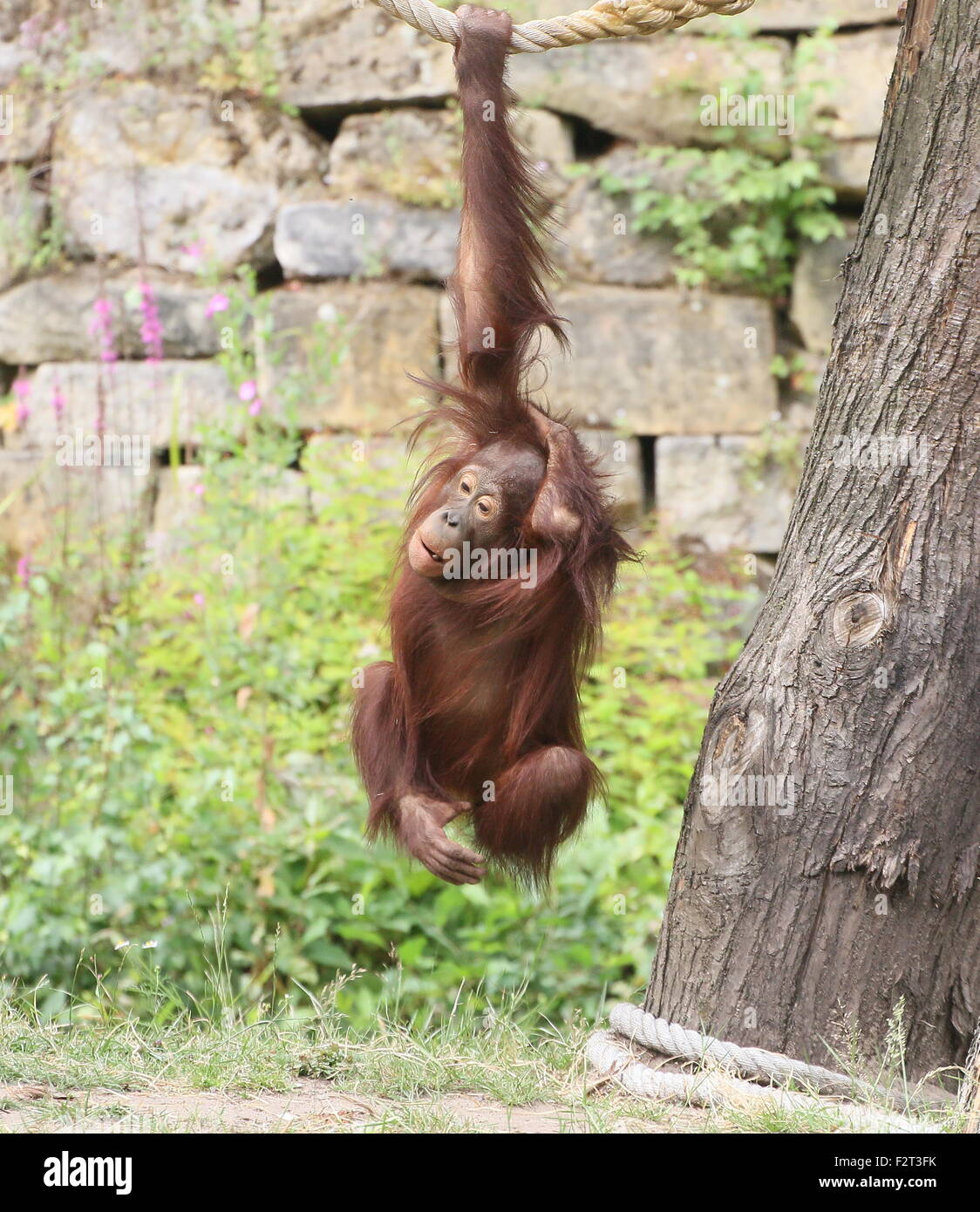 Orangutan hanging upside down hi-res stock photography and images - Alamy