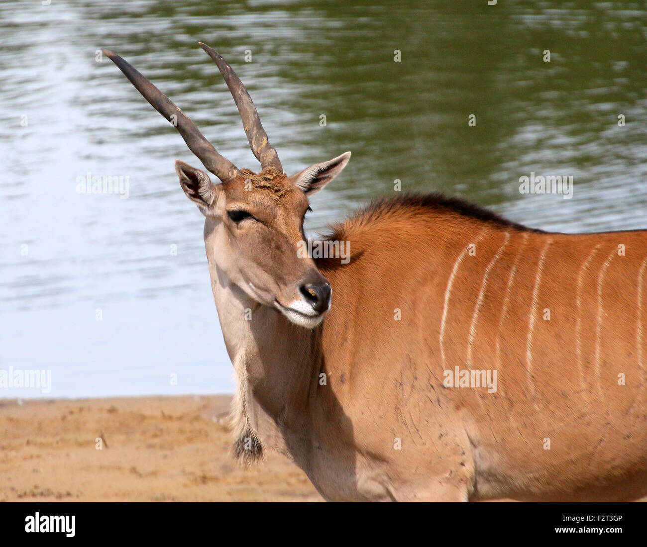 African Southern or Common Eland antelope (Taurotragus oryx Stock Photo ...