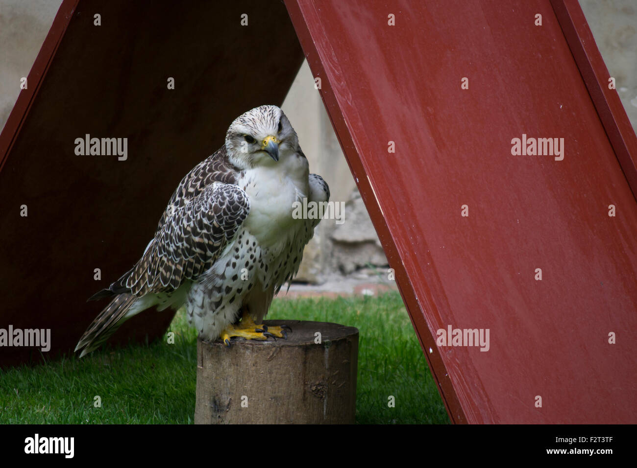 Trained hawk hi-res stock photography and images - Alamy