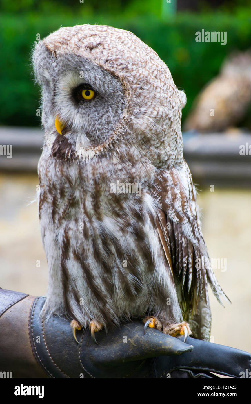 Tamed and trained hi-res stock photography and images - Alamy