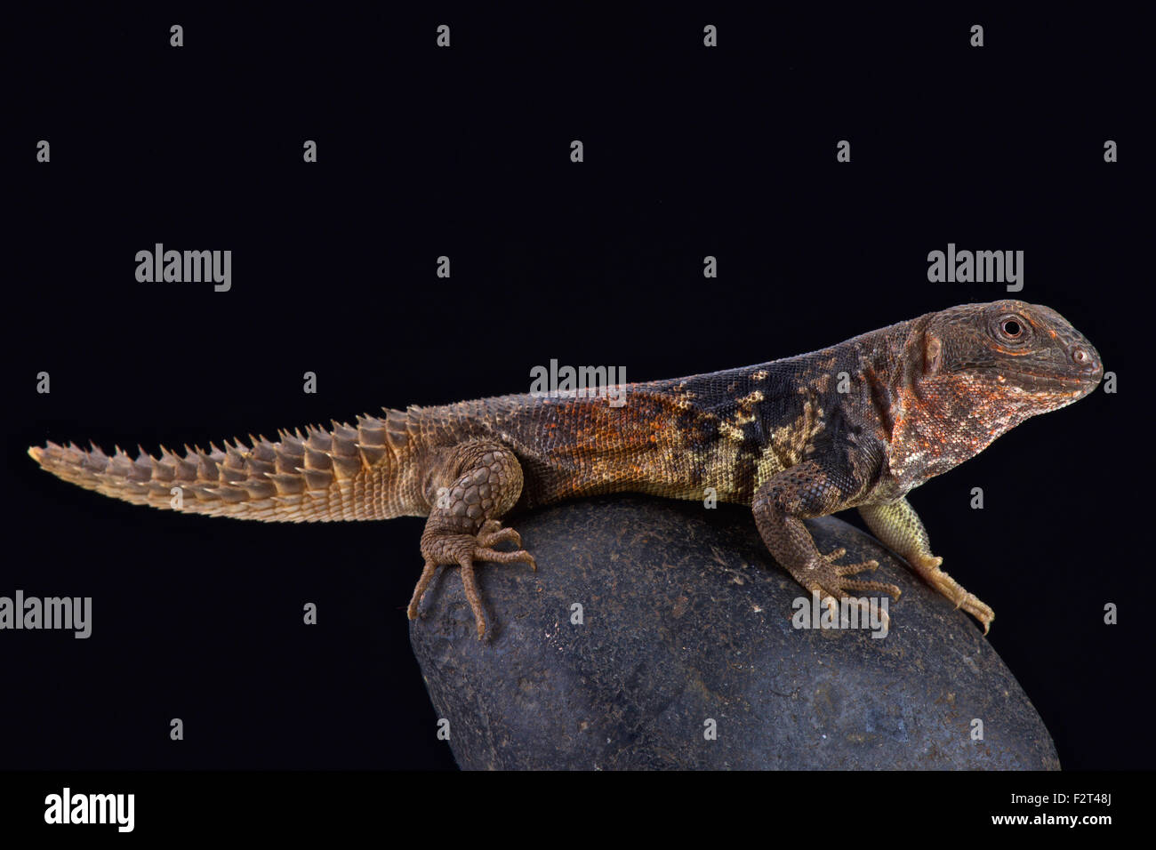 Yucatán spiny-tailed iguana (Ctenosaura defensor Stock Photo - Alamy