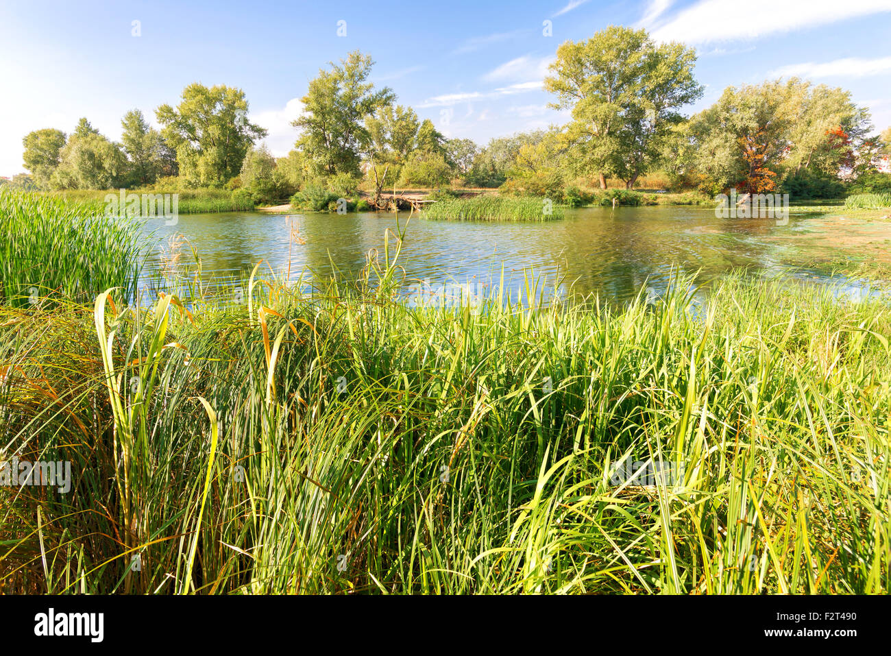 Nice end of summer day close to the Dnieper river with Typha latifolia ...