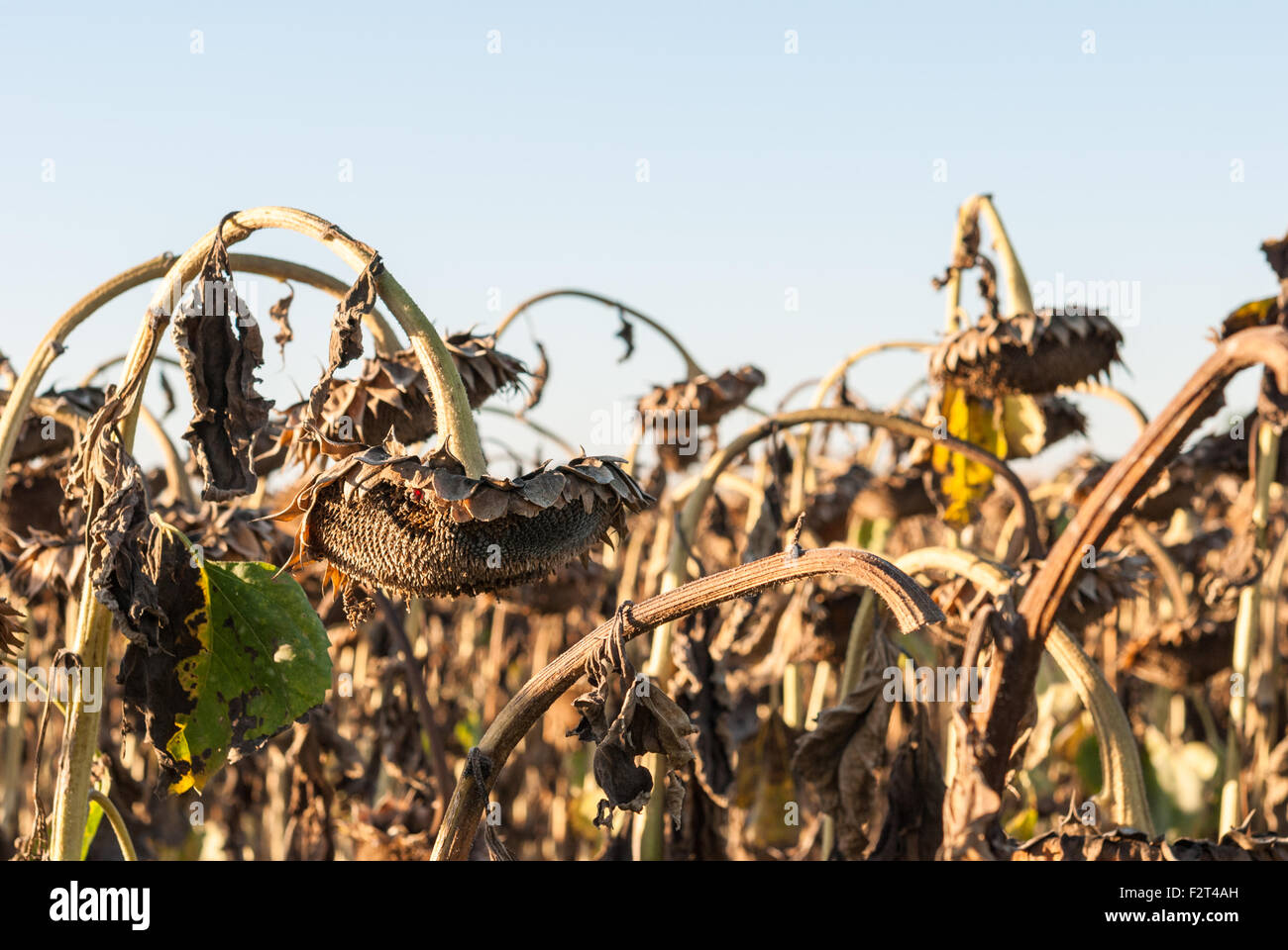 Field of dry ripened sunflowers ready for harvesting for their seeds at ...