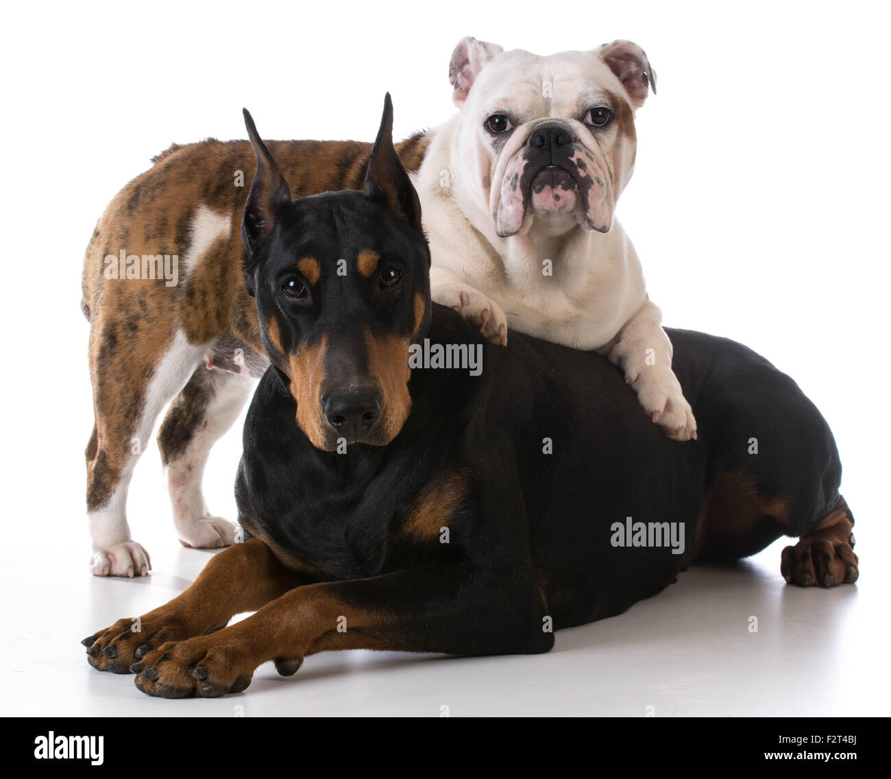 two dogs - bulldog and doberman together on white background Stock ...
