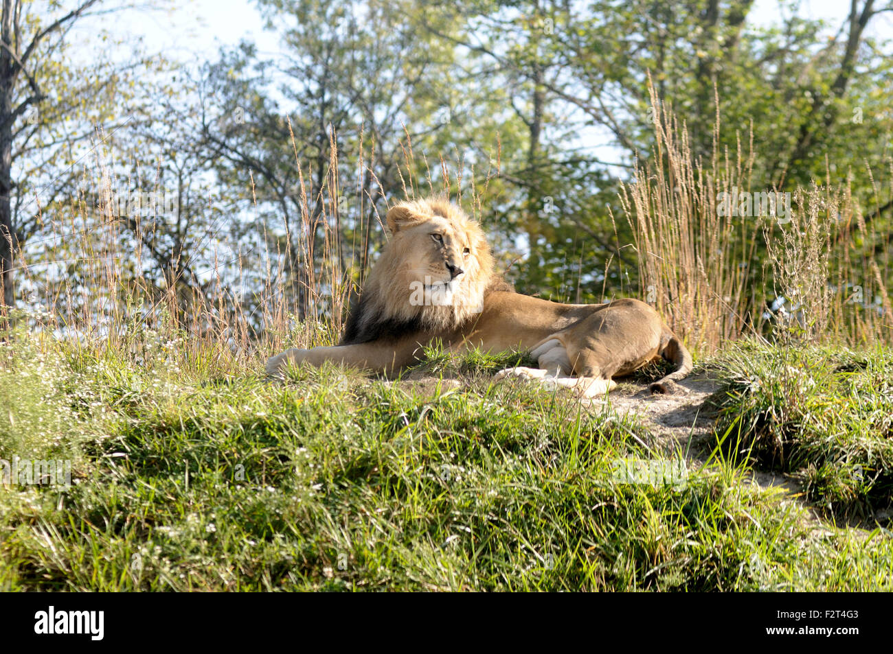 Lion habitat hi-res stock photography and images - Alamy