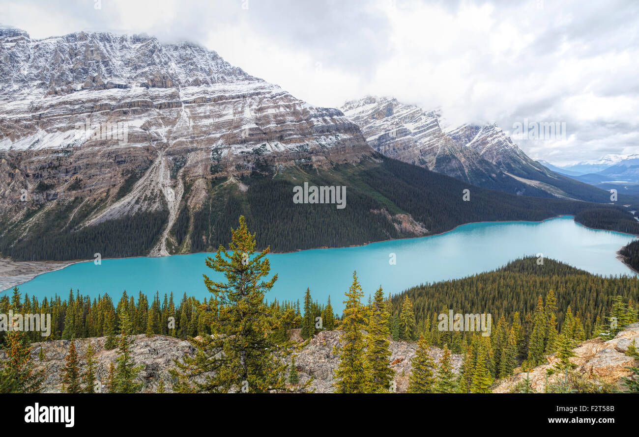 Wolf in in banff national hi-res stock photography and images - Alamy
