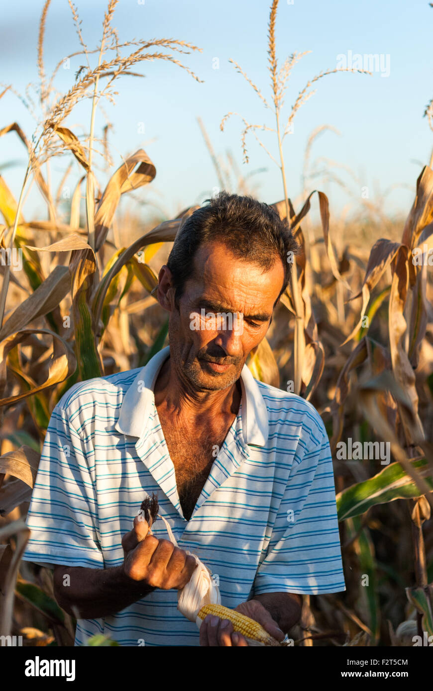 Outdoor portrait of Romanian farmer at harvest corn on his field ...