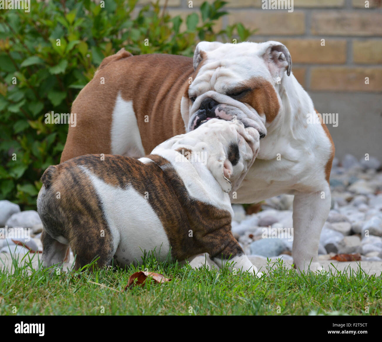adult and puppy bulldogs playing outside Stock Photo - Alamy