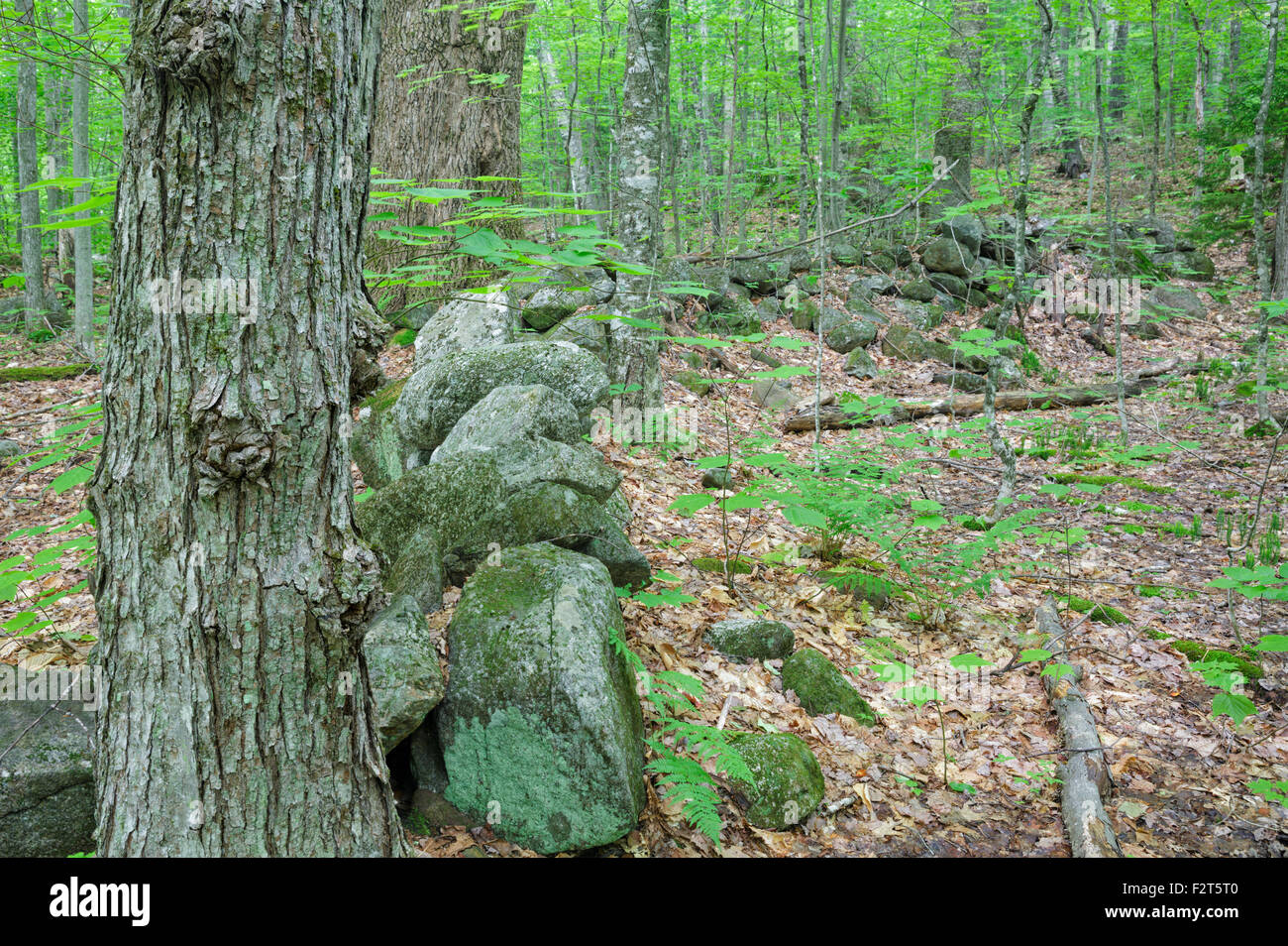 Colonel Lewis B. Smith site in Sandwich Notch in Sandwich, New ...