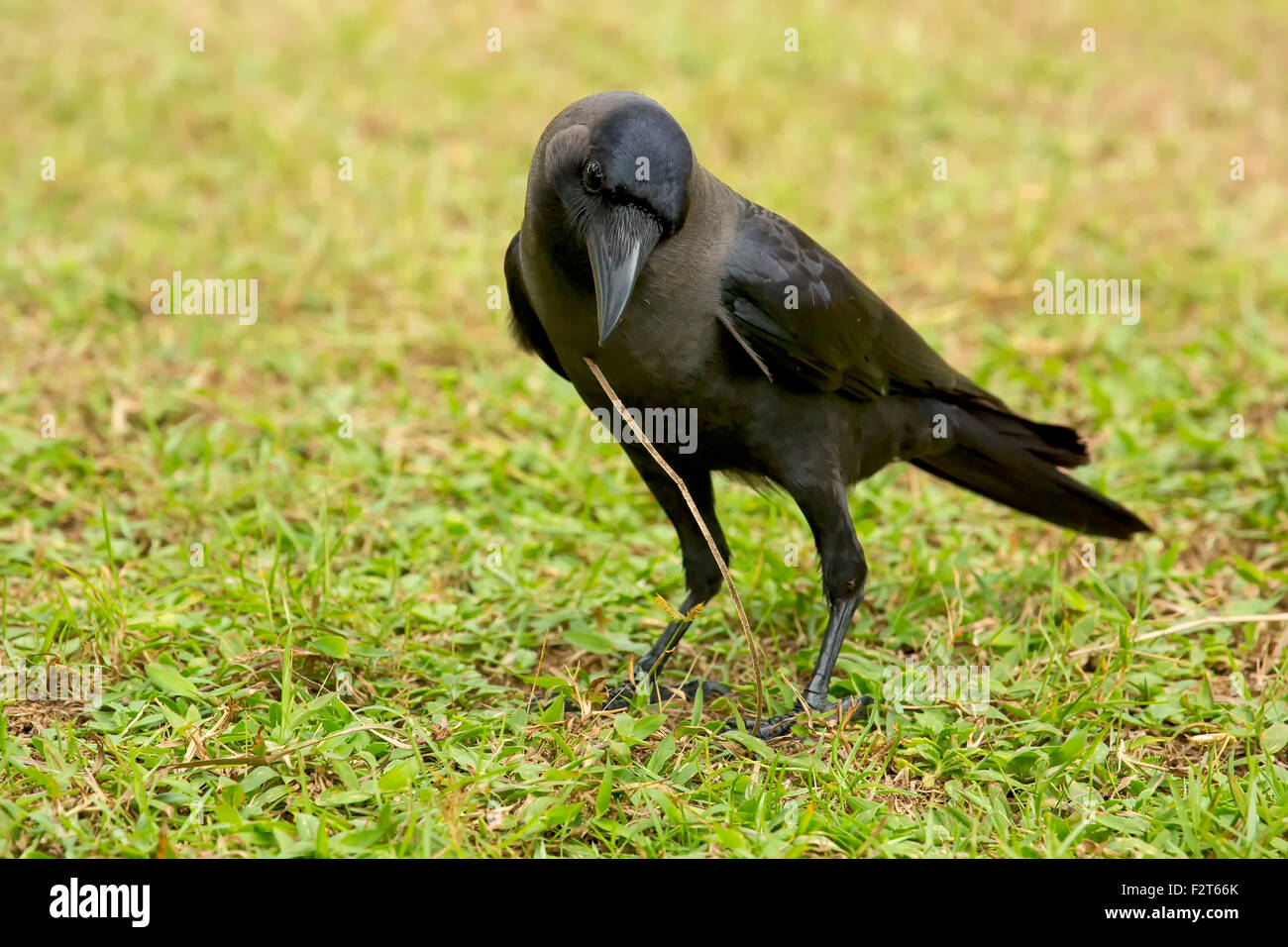 Corvus Splendens Indian House Crow High Resolution Stock Photography ...