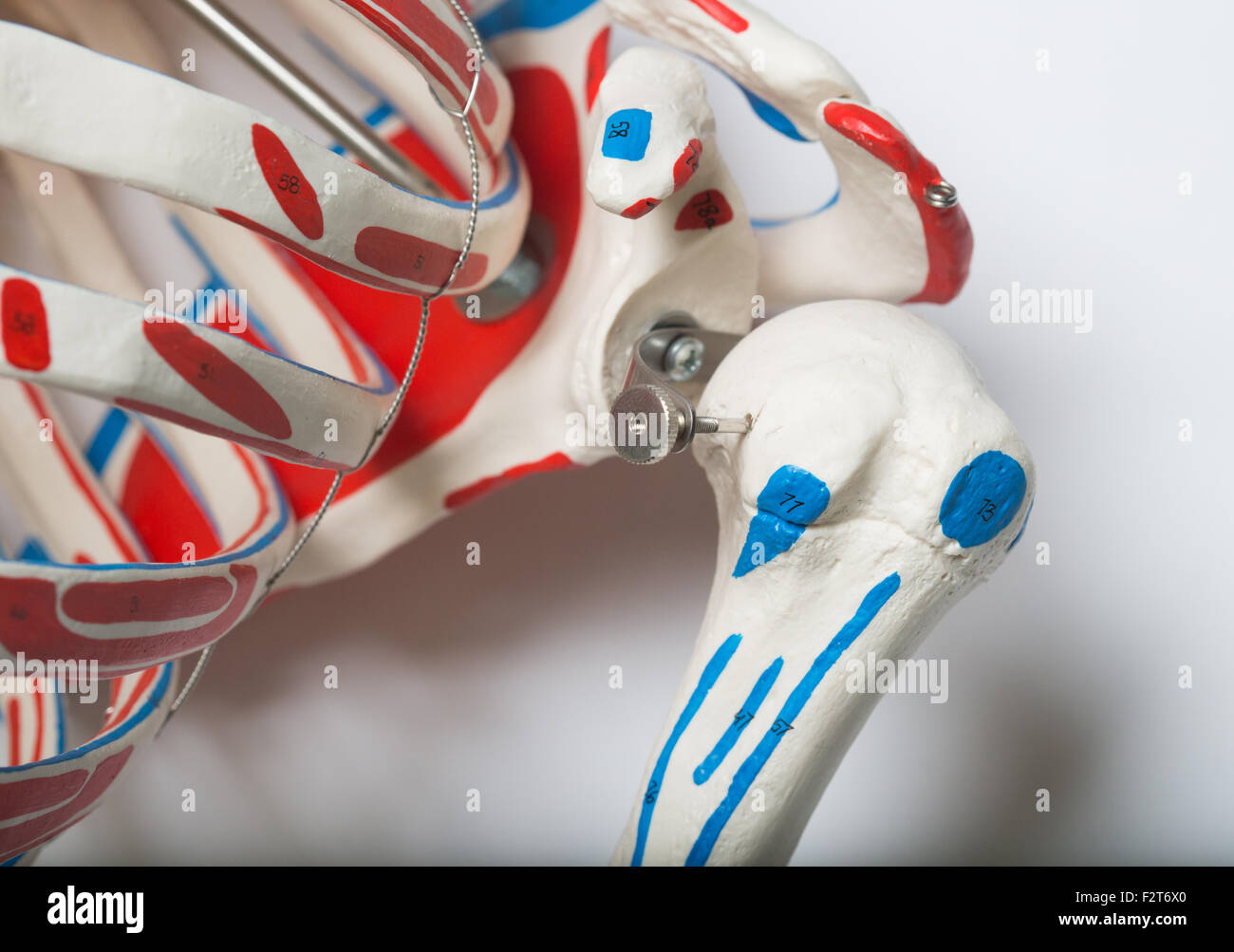 part of teaching skeleton showing ribs and arm bones Stock Photo - Alamy