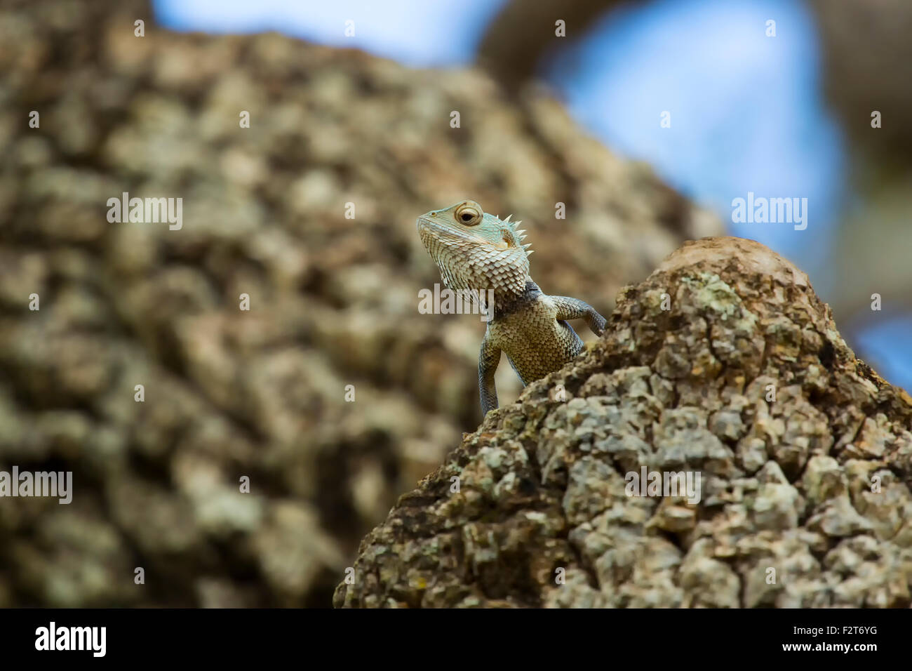 Zeylanicus High Resolution Stock Photography and Images - Alamy