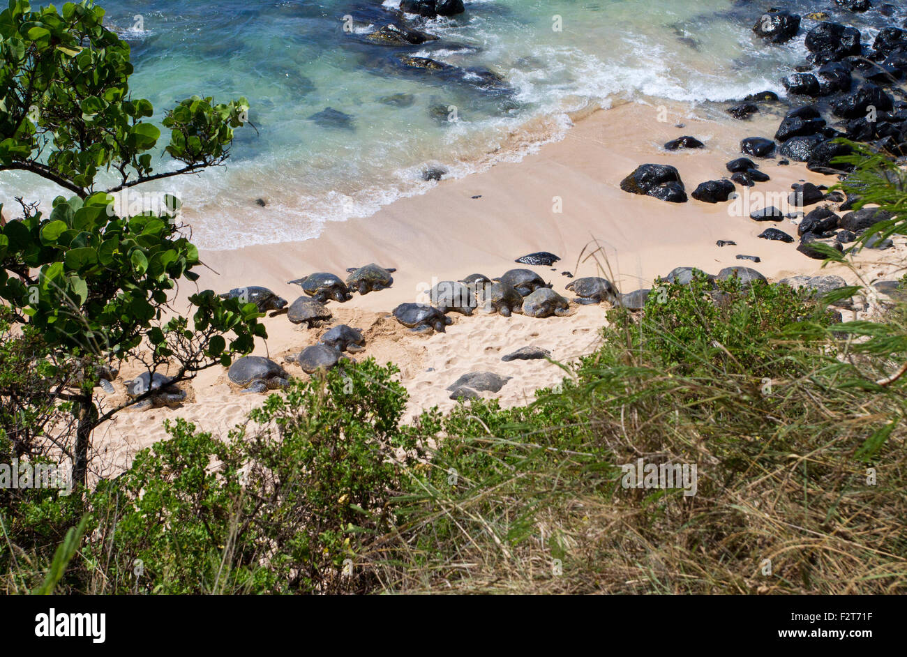 Green Sea Turtles (Chelonia mydas) resting on the beach at Ho'okipa ...