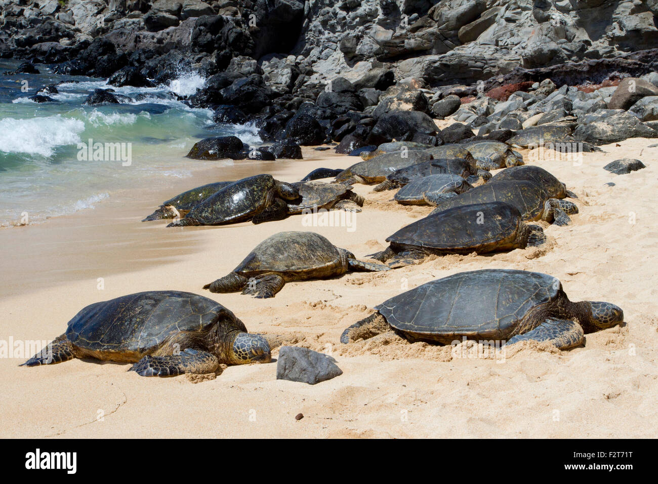 Green Sea Turtles (Chelonia mydas) resting on the beach at Ho'okipa ...