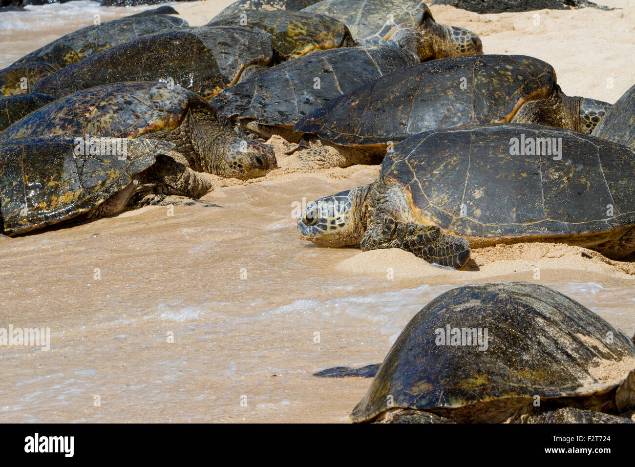 Green Sea Turtles (Chelonia mydas) resting on the beach at Ho'okipa ...