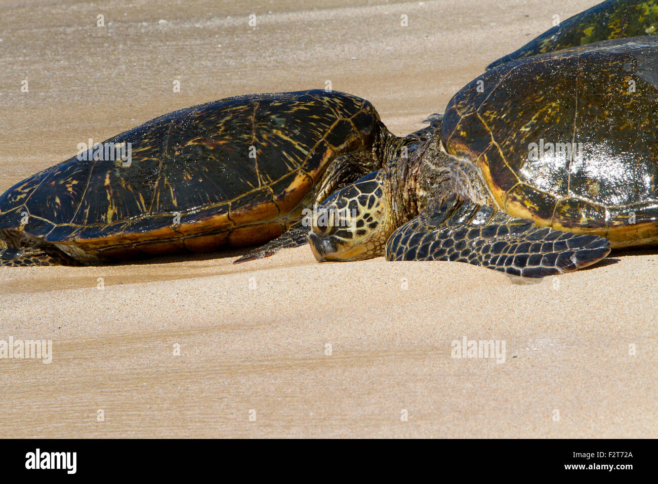 Hookipa turtles hi-res stock photography and images - Alamy