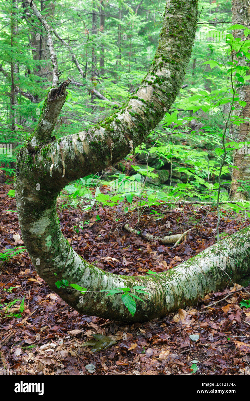 Sandwich Notch Road High Resolution Stock Photography and Images - Alamy