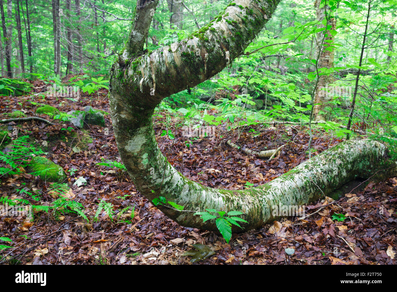 The John B. Hall Place site cellar hole along Sandwich Notch Road in ...