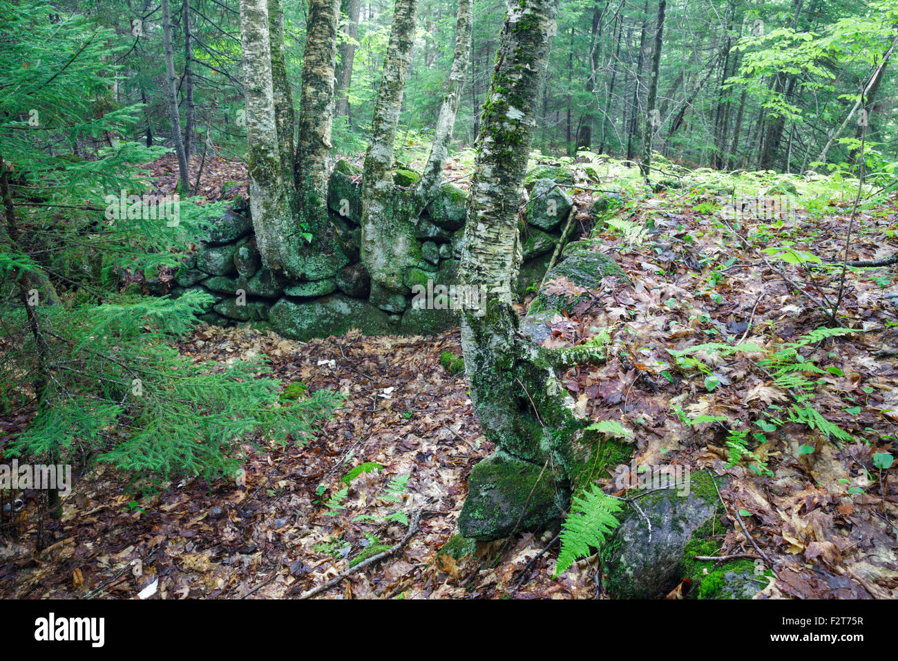 The Meader Farm home site cellar hole along Sandwich Notch Road in ...