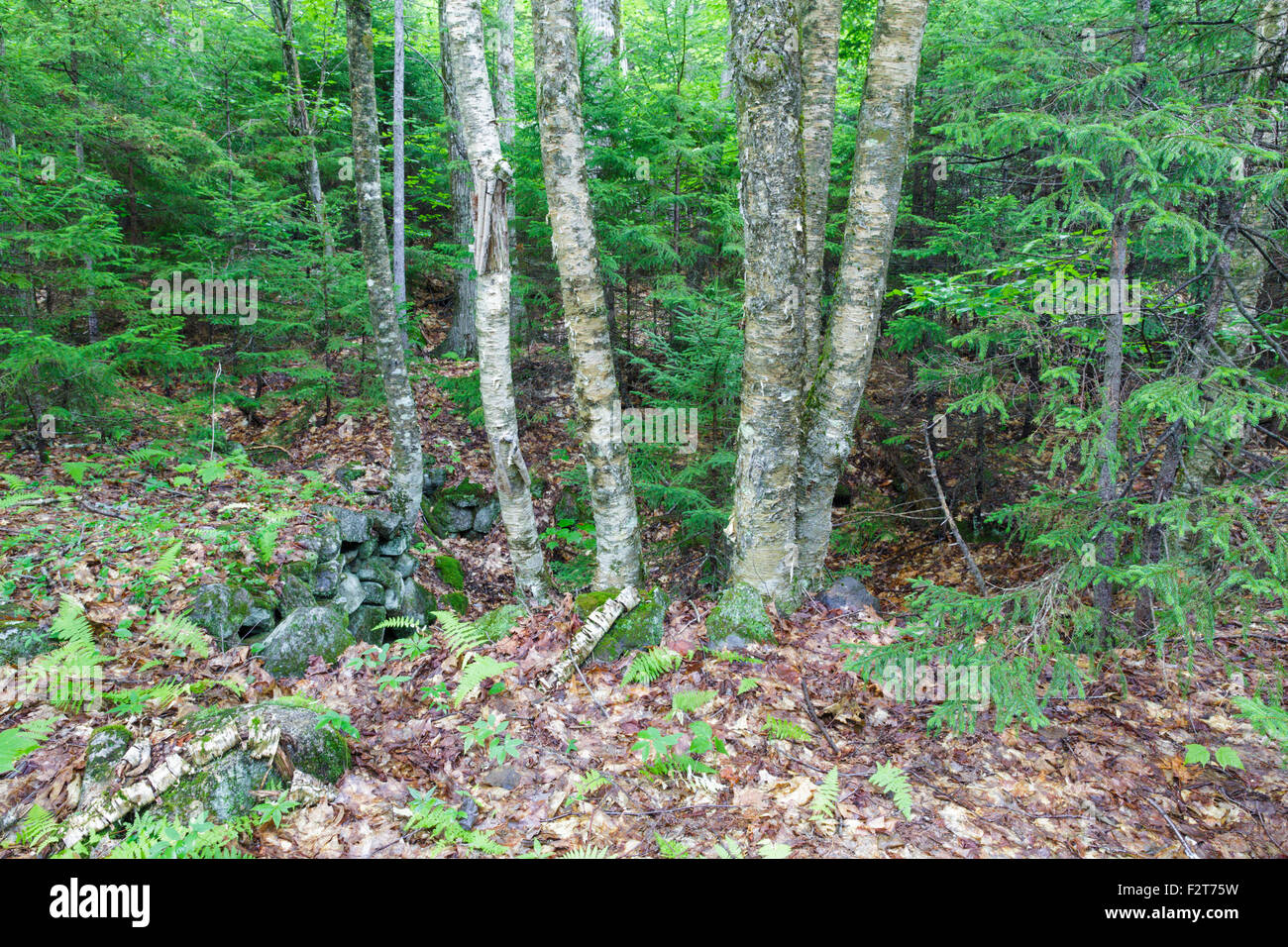 Meader Farm Rochester Nh at Amy Browning blog