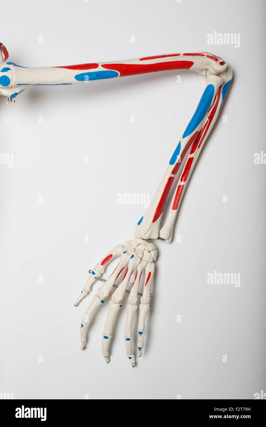 teaching skeleton showing part of arm and hand bones Stock Photo - Alamy