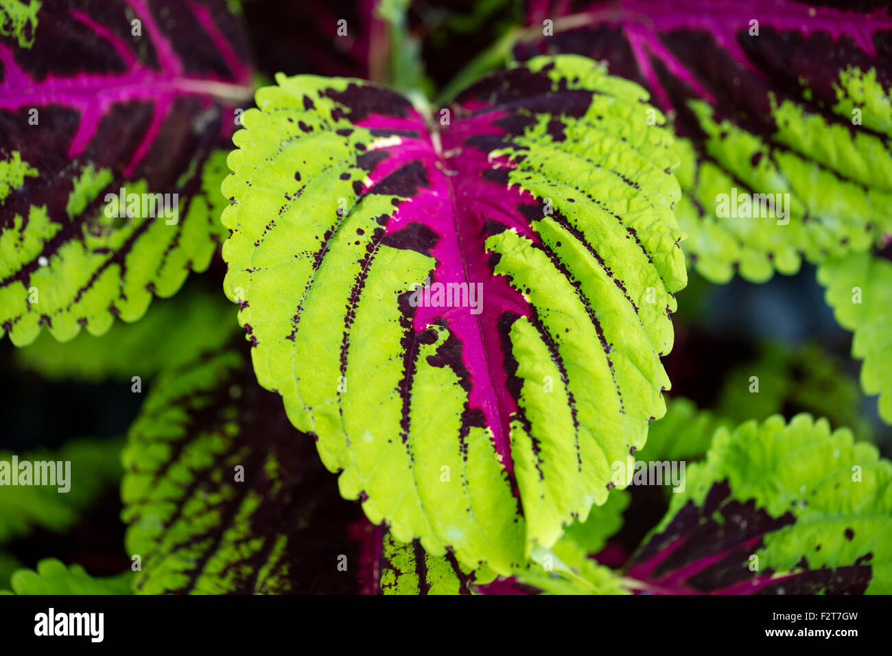 Coleus garden houseplant High Resolution Stock Photography and Images ...
