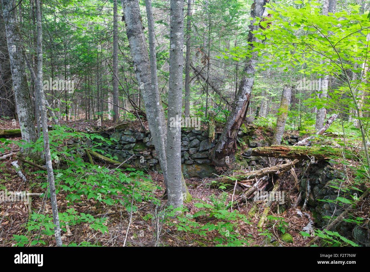 The Atwood Place home site cellar hole along Sandwich Notch Road in ...