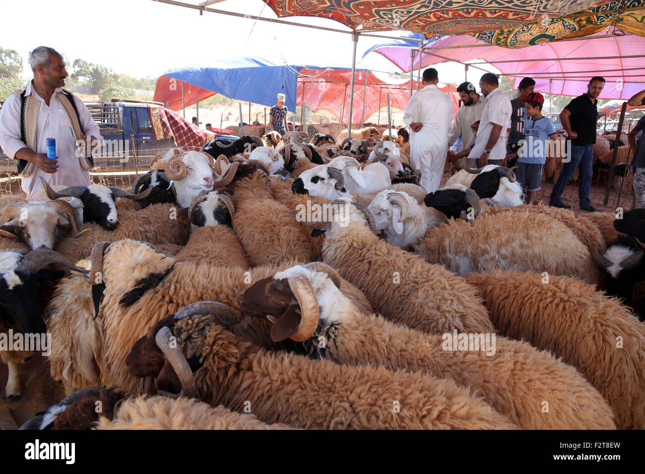 Tripoli, Libya. 23rd Sep, 2015. Local citizens choose sheep before Eid ...