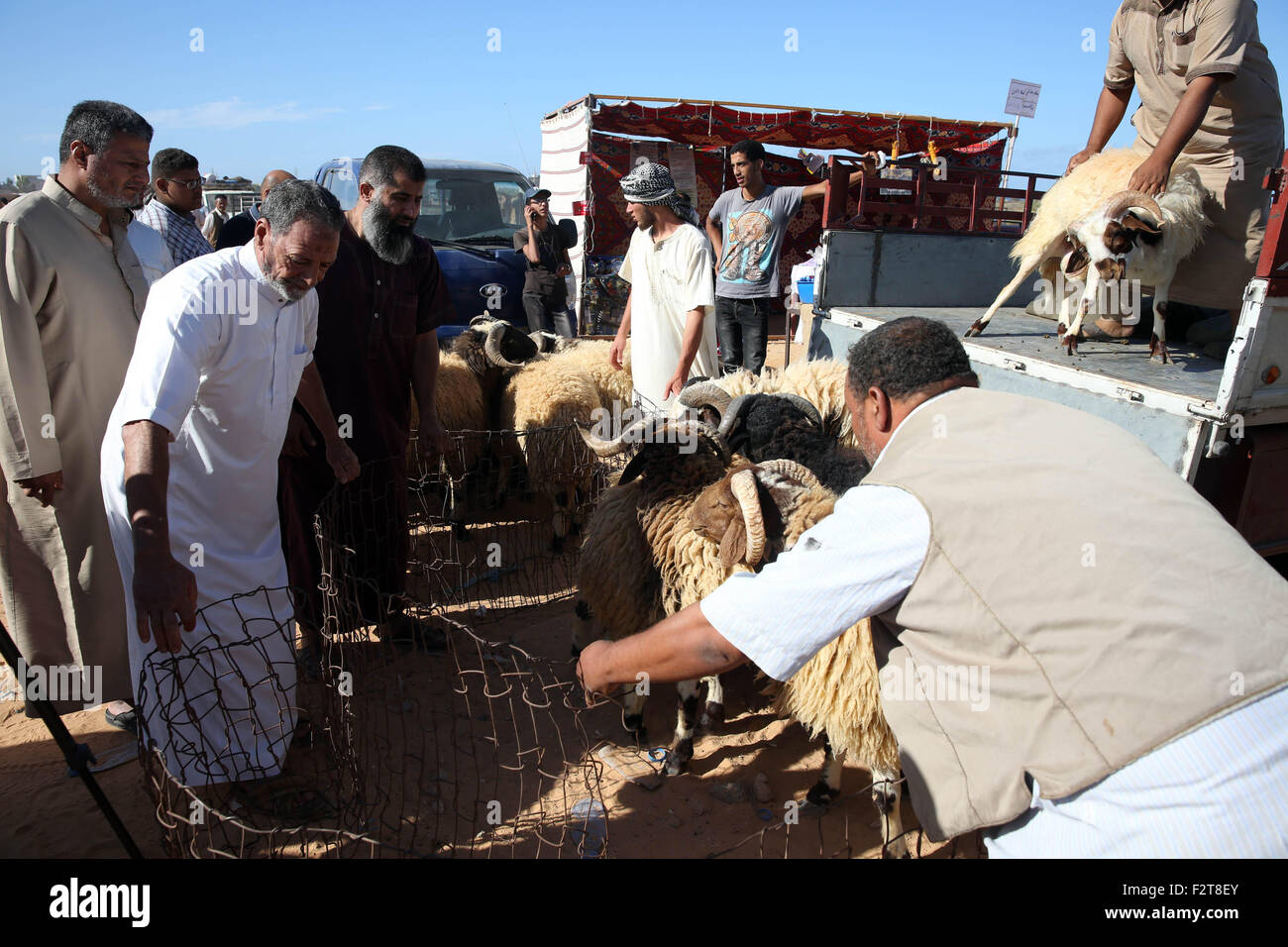 Tripoli, Libya. 23rd Sep, 2015. Local citizens choose sheep before Eid ...