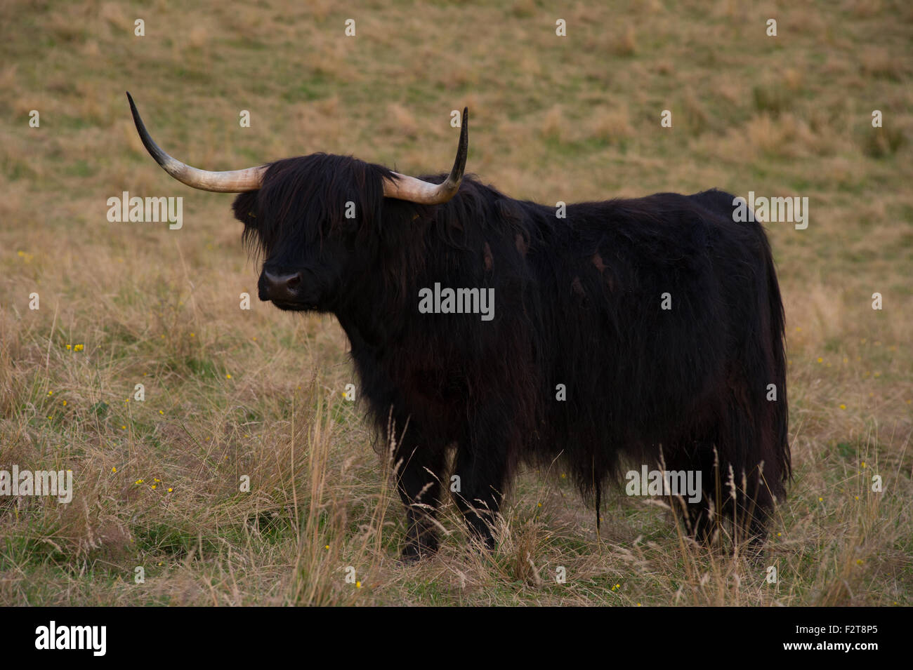 Black Highland Cow standing in long grass in a field below Stirling ...