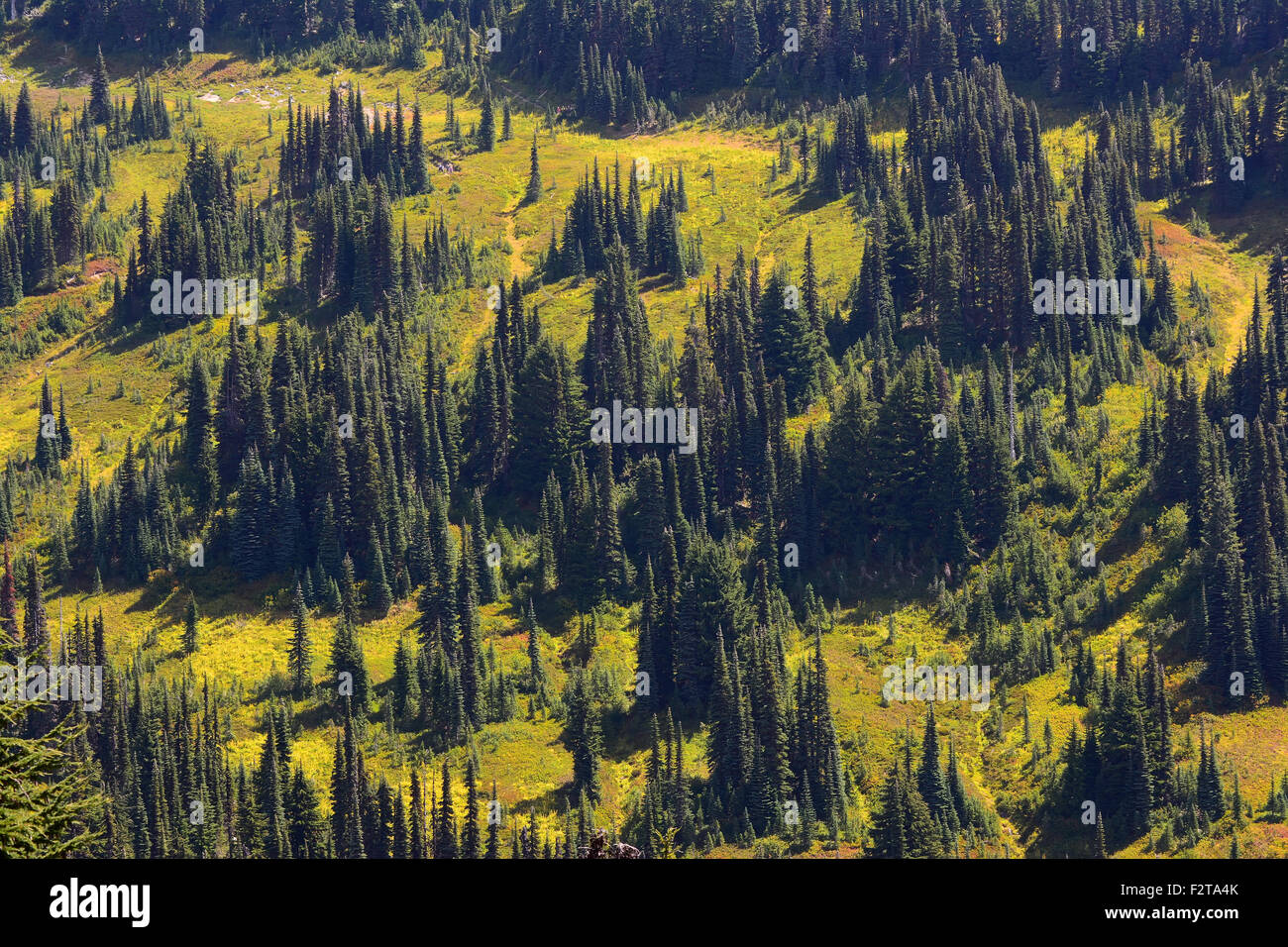 Alpine forest hi-res stock photography and images - Alamy