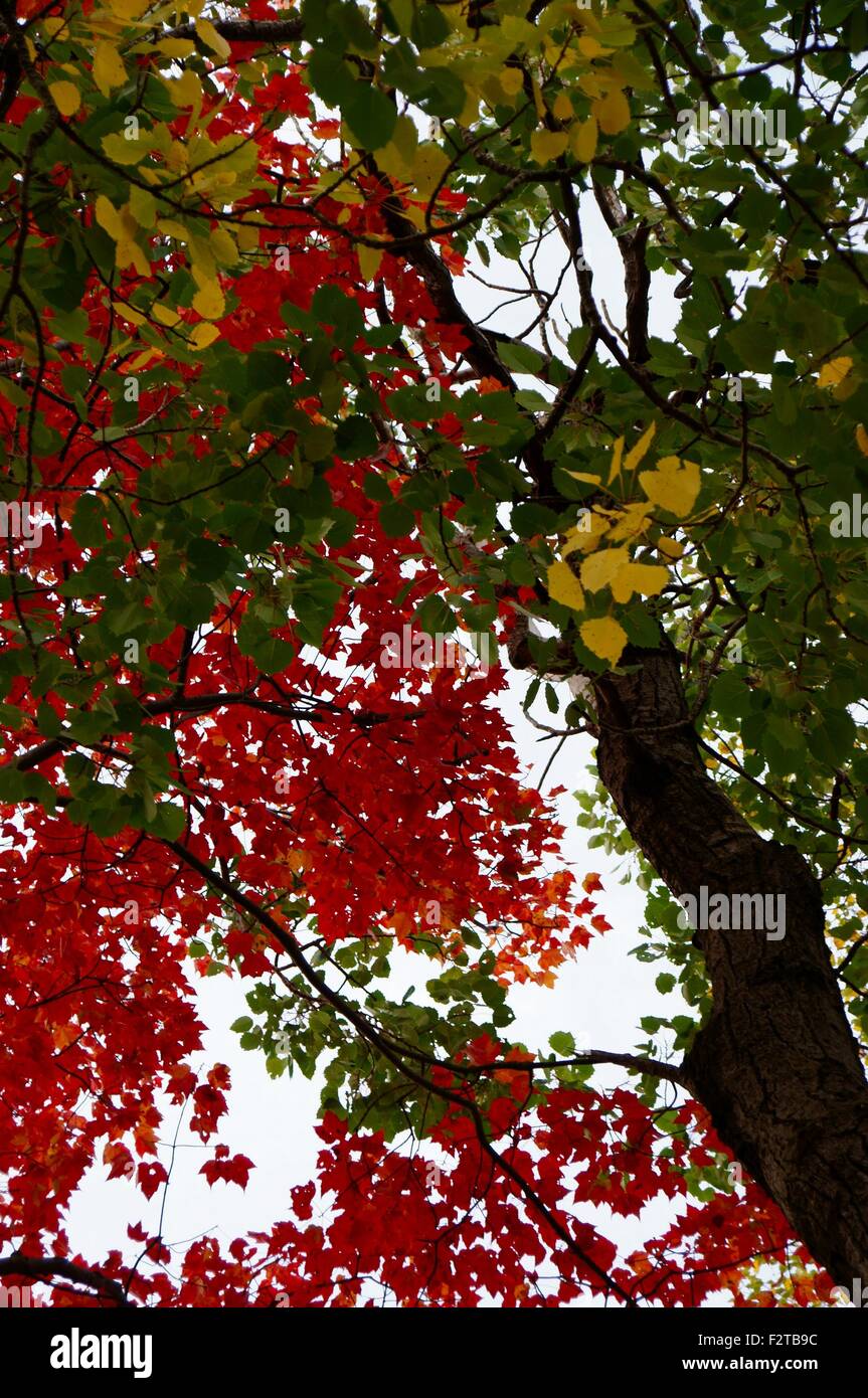 Branches of three different trees with green, yellow and red leaves ...