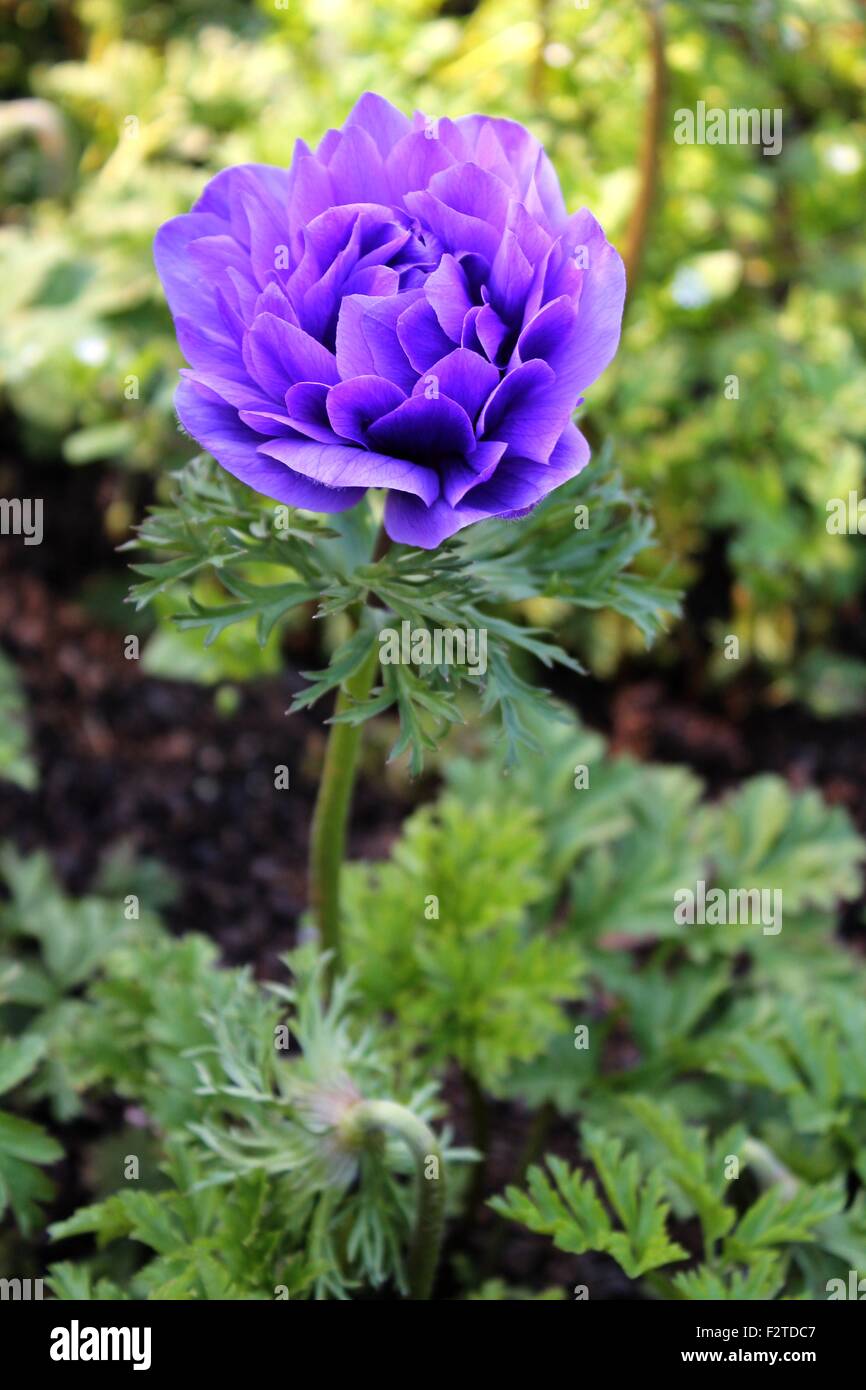 Violet flower plants hi-res stock photography and images - Alamy