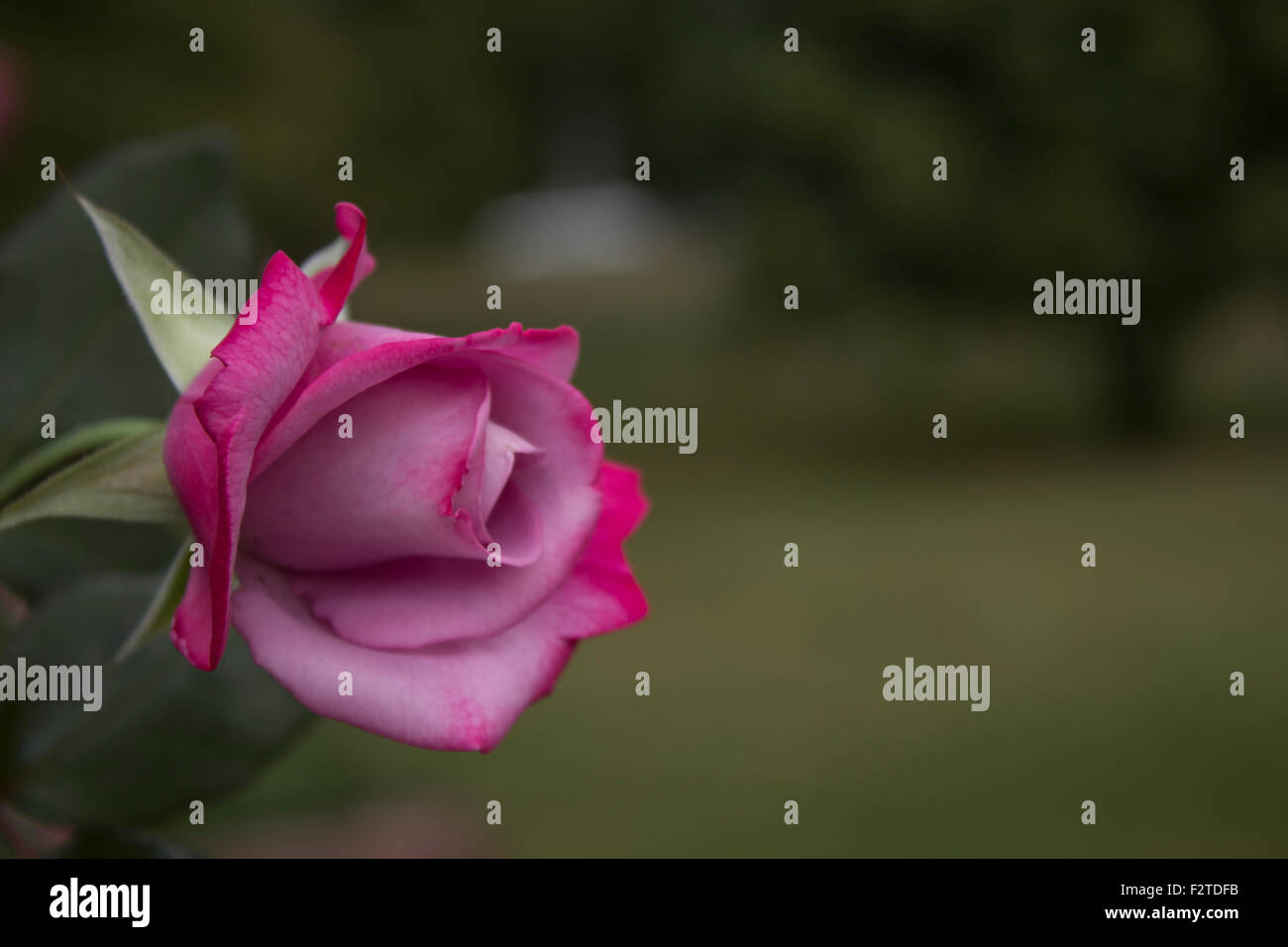 Beautiful rose in mid bloom Stock Photo - Alamy