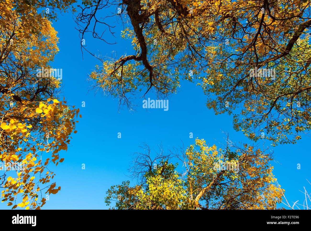 Ejina. 23rd Sep, 2015. Photo taken on Sept. 23, 2015 shows the desert ...