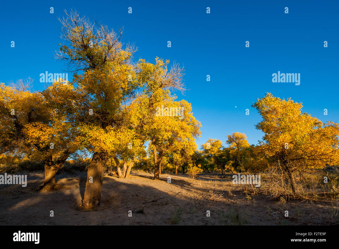 Ejina. 23rd Sep, 2015. Photo taken on Sept. 23, 2015 shows the desert ...