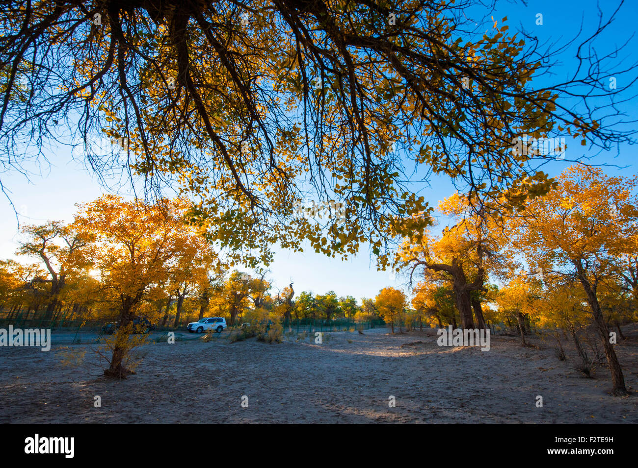 Ejina. 23rd Sep, 2015. Photo taken on Sept. 23, 2015 shows the desert ...