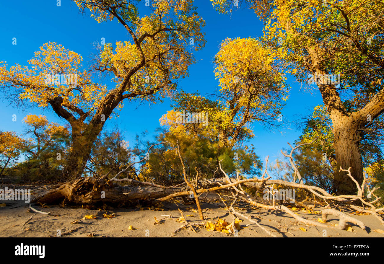 Ejina. 23rd Sep, 2015. Photo taken on Sept. 23, 2015 shows the desert ...