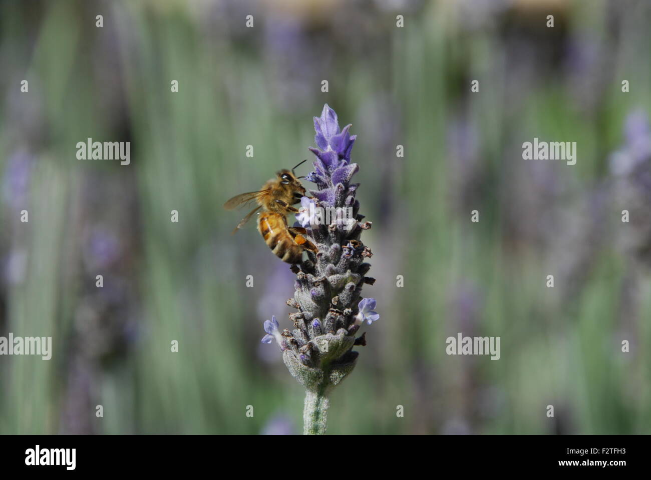 Close-up of bee pollinating purple lavender flower Stock Photo - Alamy